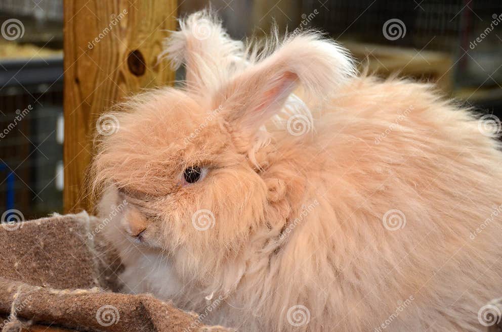 Fluffy angora rabbit stock image. Image of bunny, hare - 28020885