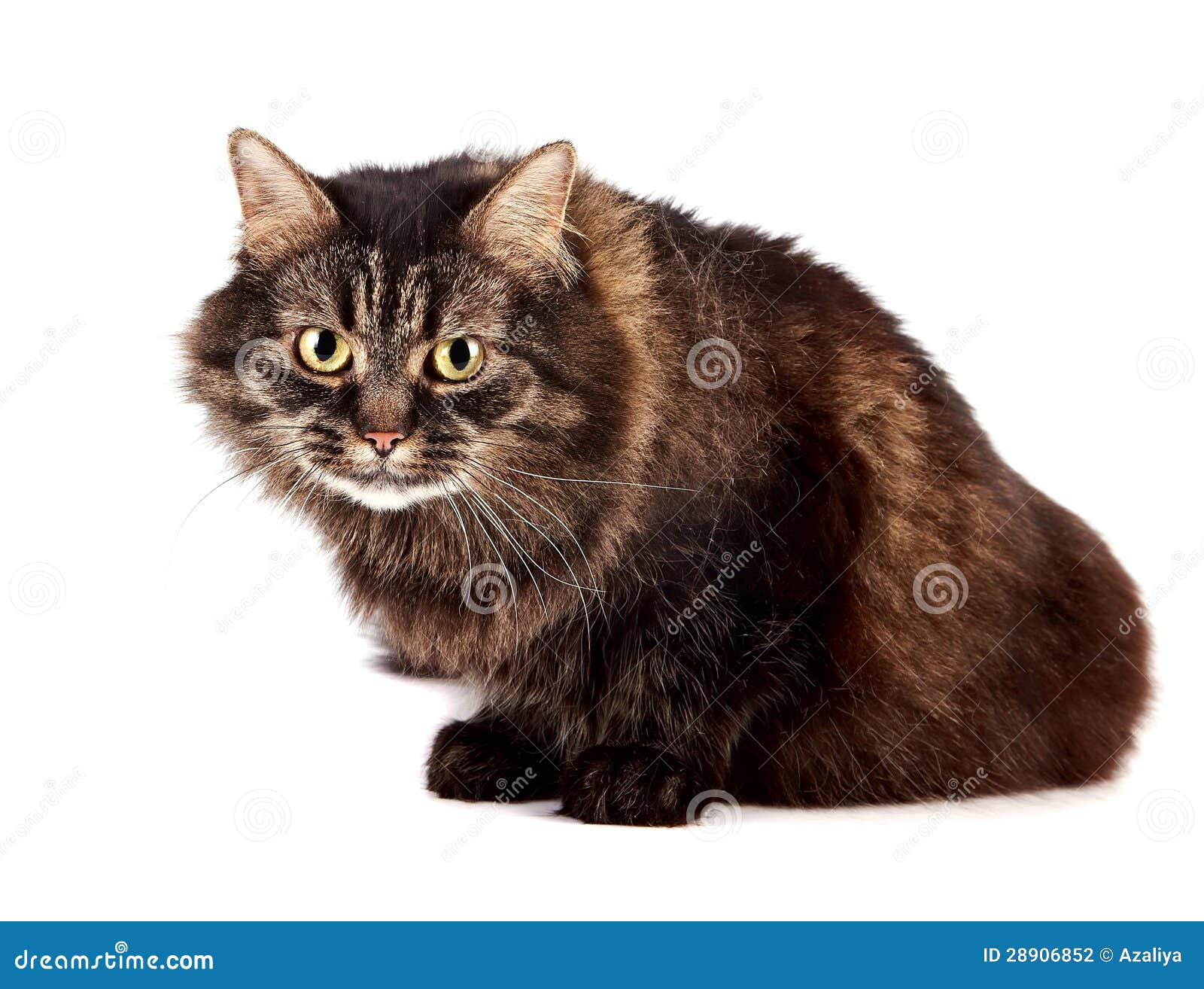 Fluffy angry cat stock photo. Image of hair, animal, striped - 28906852