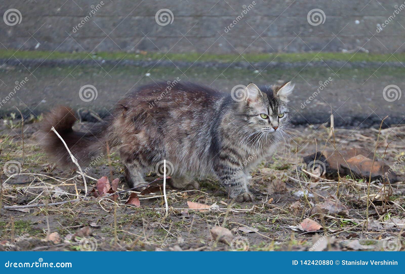Fluffy Angry Cat on Spring Ground Stock Photo - Image of mammal, cute ...