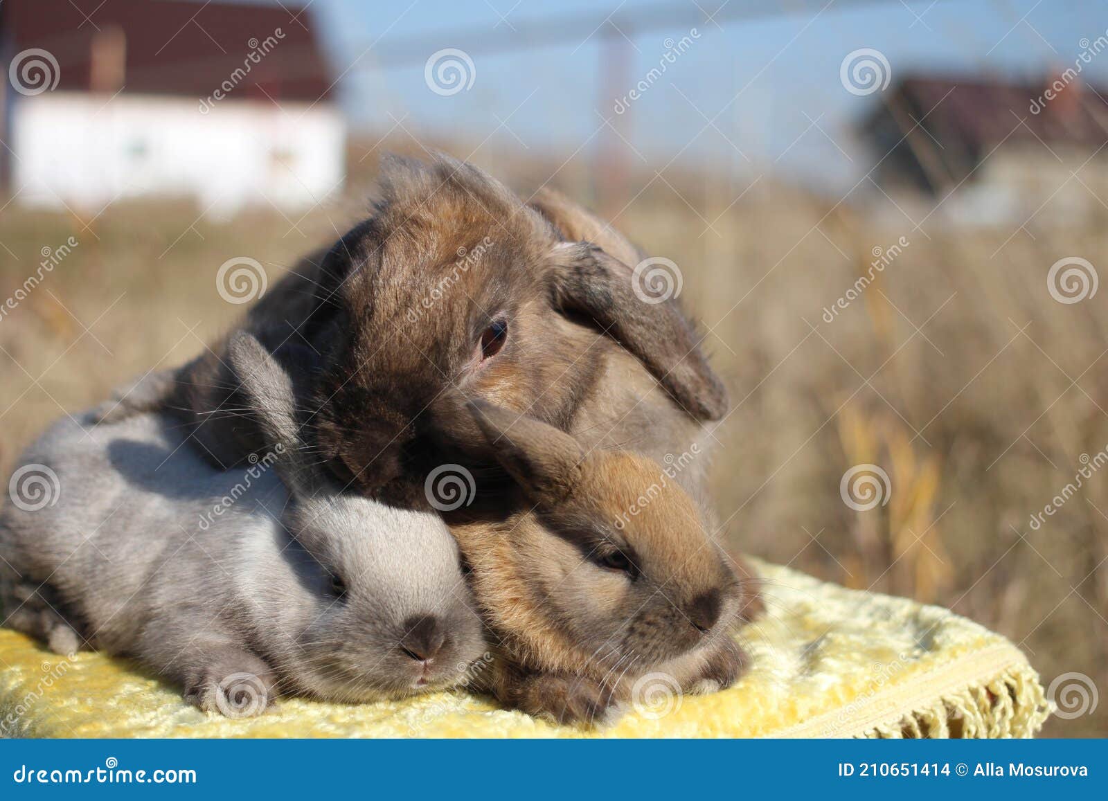 Animals Rabbits, Cows And Fish From Multi-colored Plasticine, Which ...