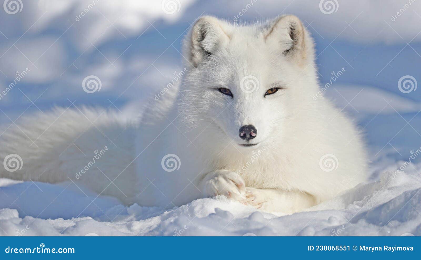 Arctic Fox Lies in the Snow. Stock Image - Image of beautiful, predator ...