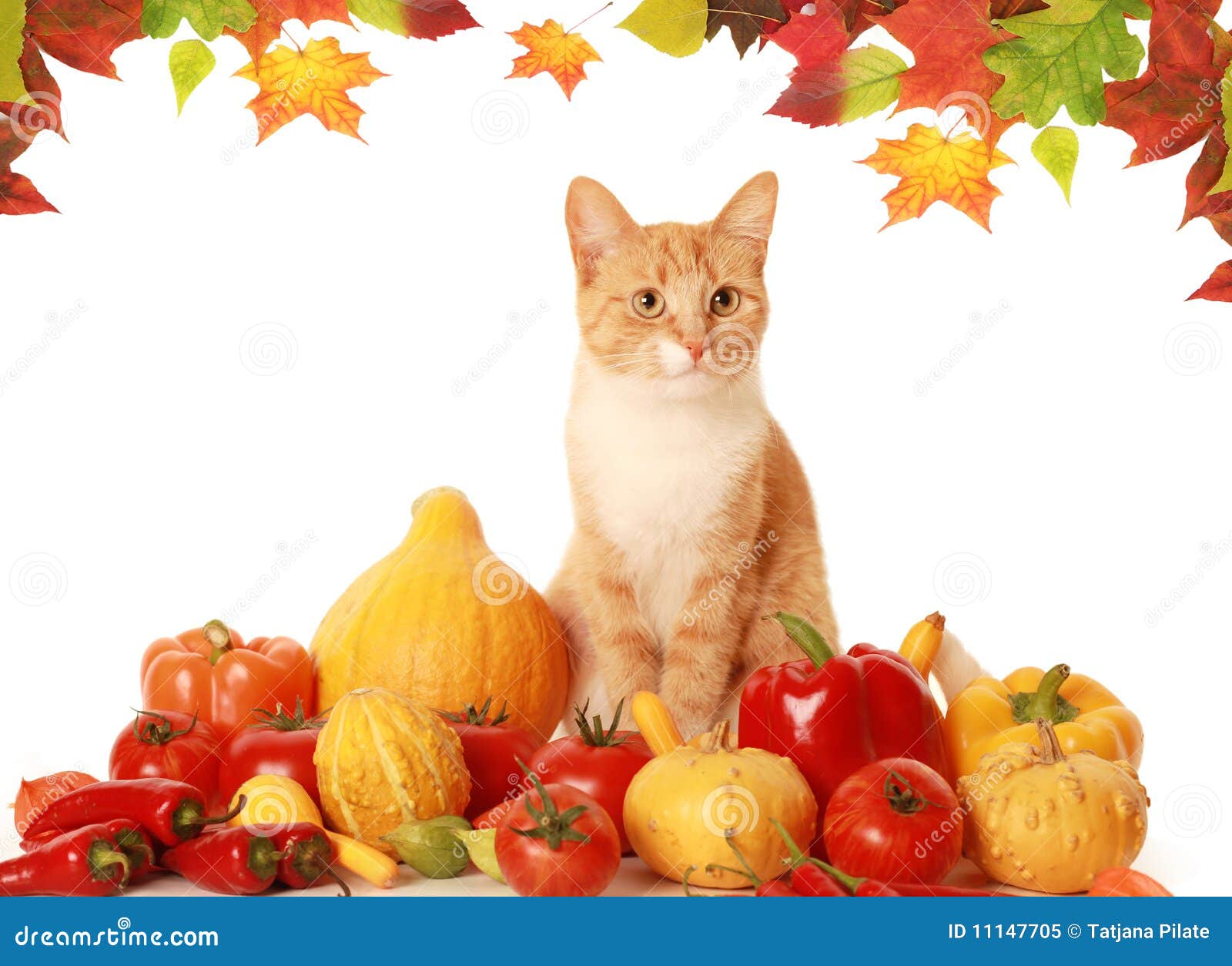 Fluffy autumn cat stock image. Image of animal, gardening - 11147705