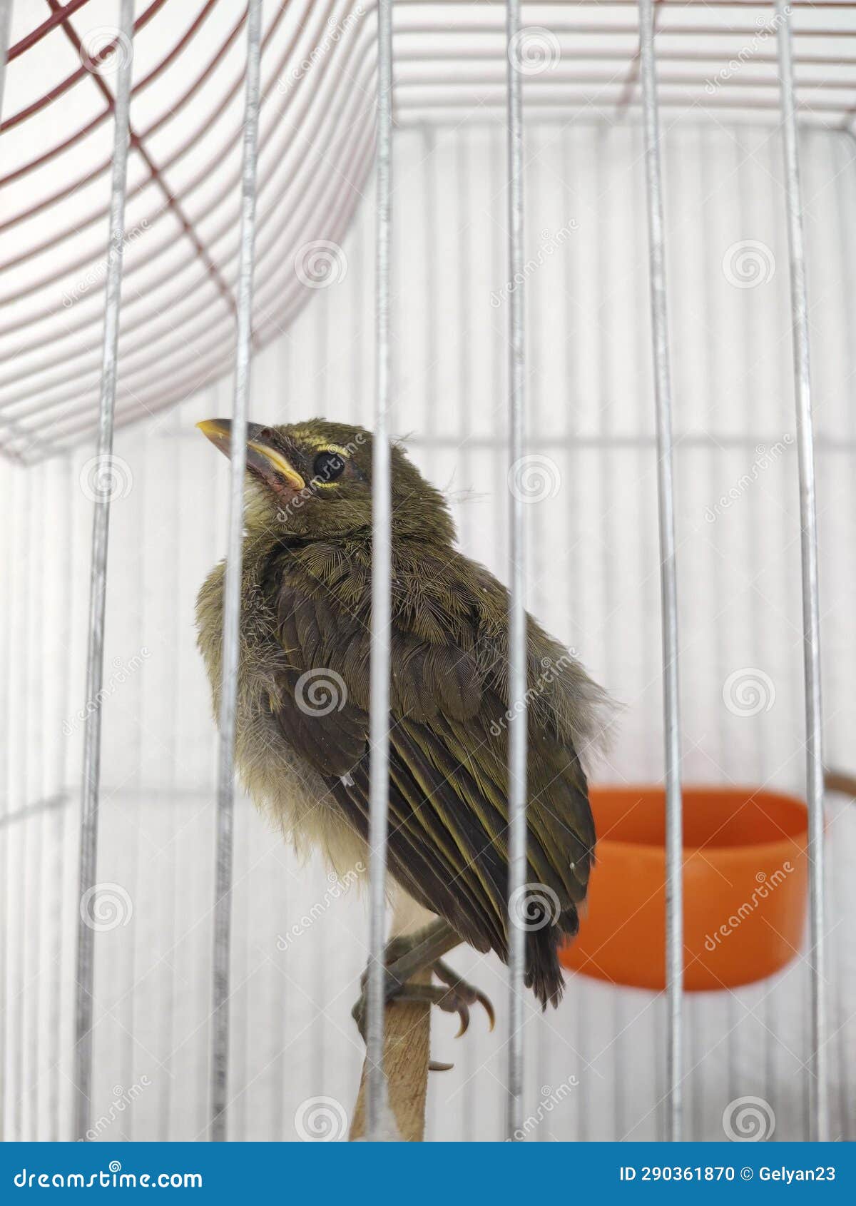 Fluffy Baby Bird in the Cage Stock Photo - Image of cage, beautiful ...