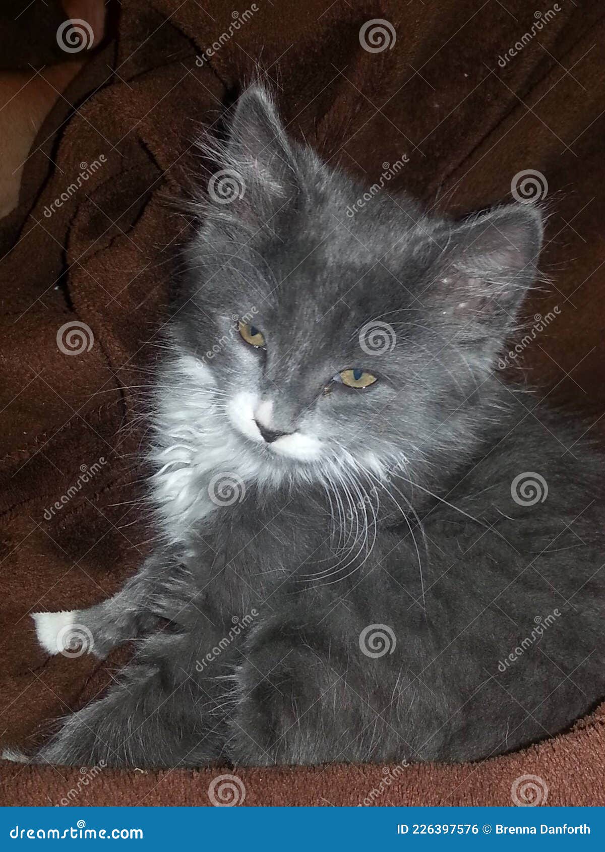 Fluffy baby kitty stock photo. Image of baby, whiskers - 226397576