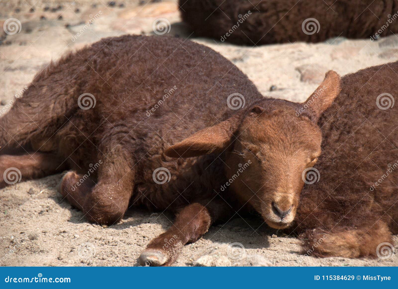 Fluffy baby sheep sleeping stock image. Image of lamb - 115384629