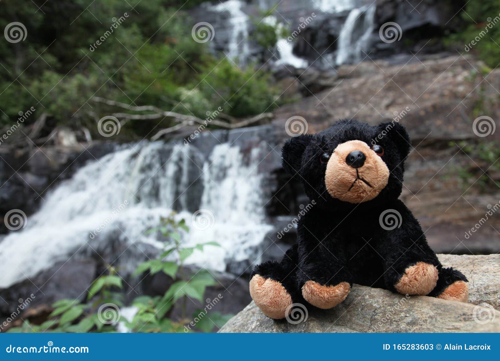 Fluffy bear nature stock image. Image of forest, teddy - 165283603