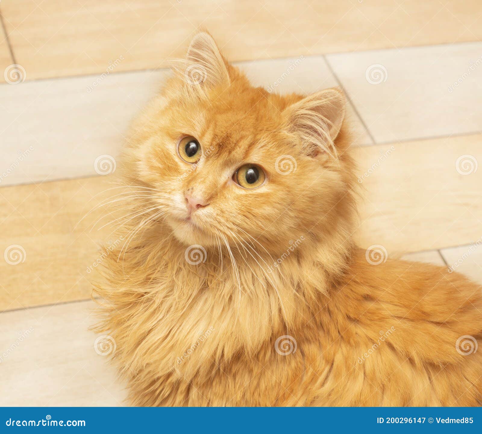 Fluffy Beautiful Golden Ginger Cat Walks in Kitchen Stock Image - Image ...