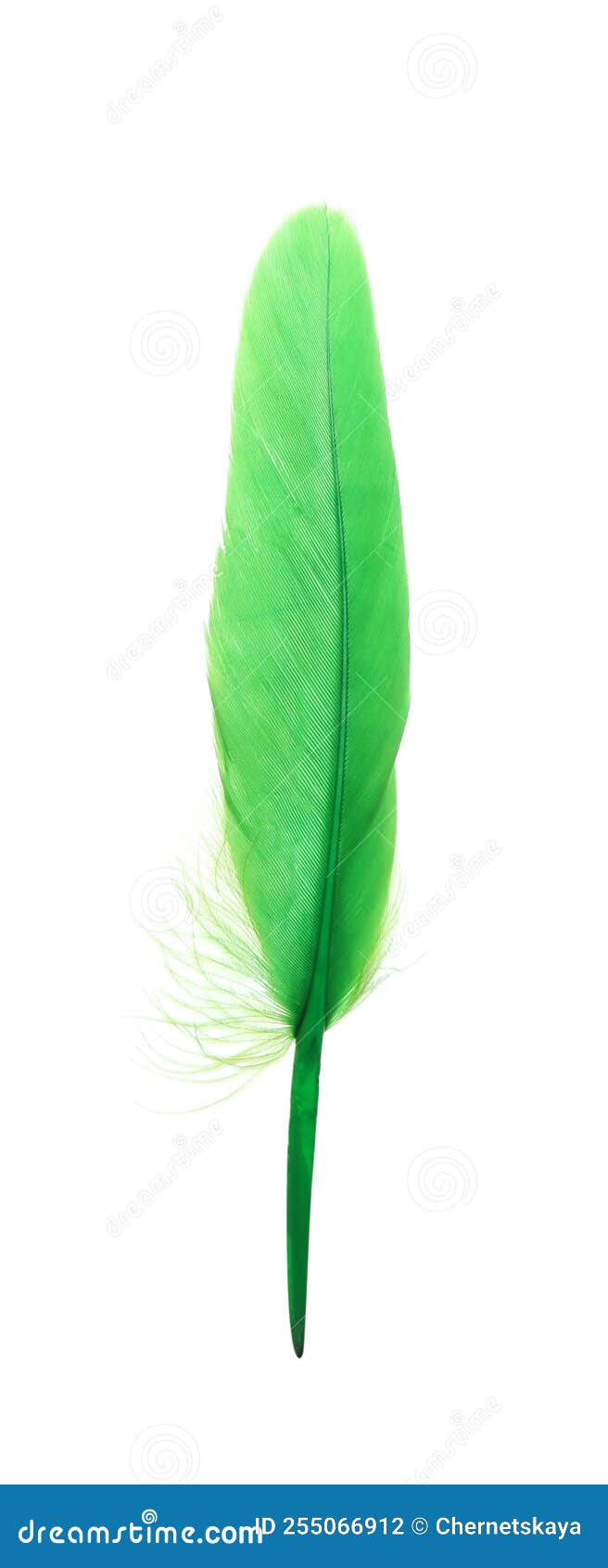 Fluffy Beautiful Green Feather on White Stock Photo - Image of bright ...