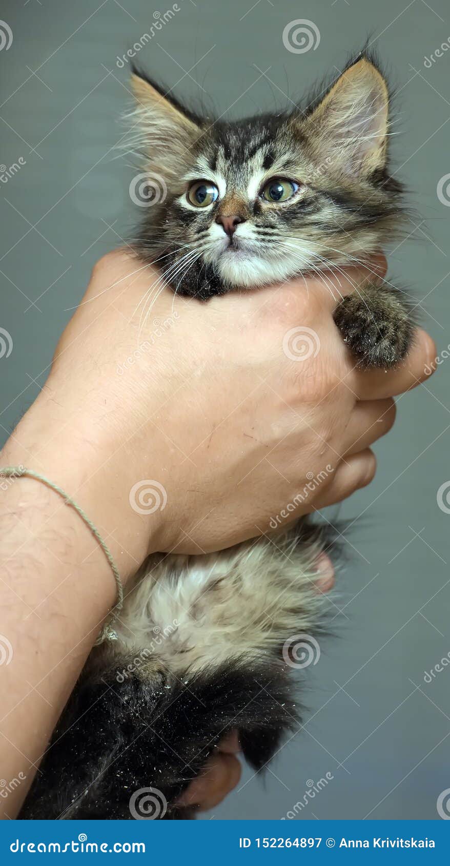 Fluffy Beautiful Kitten in the Hands Stock Image - Image of cute, lying ...