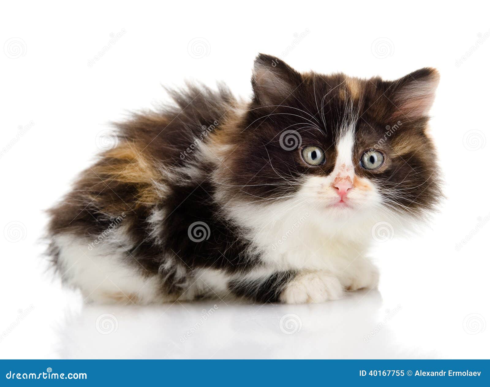 Fluffy Beautiful Kitten. Looking at Camera Stock Image - Image of ...