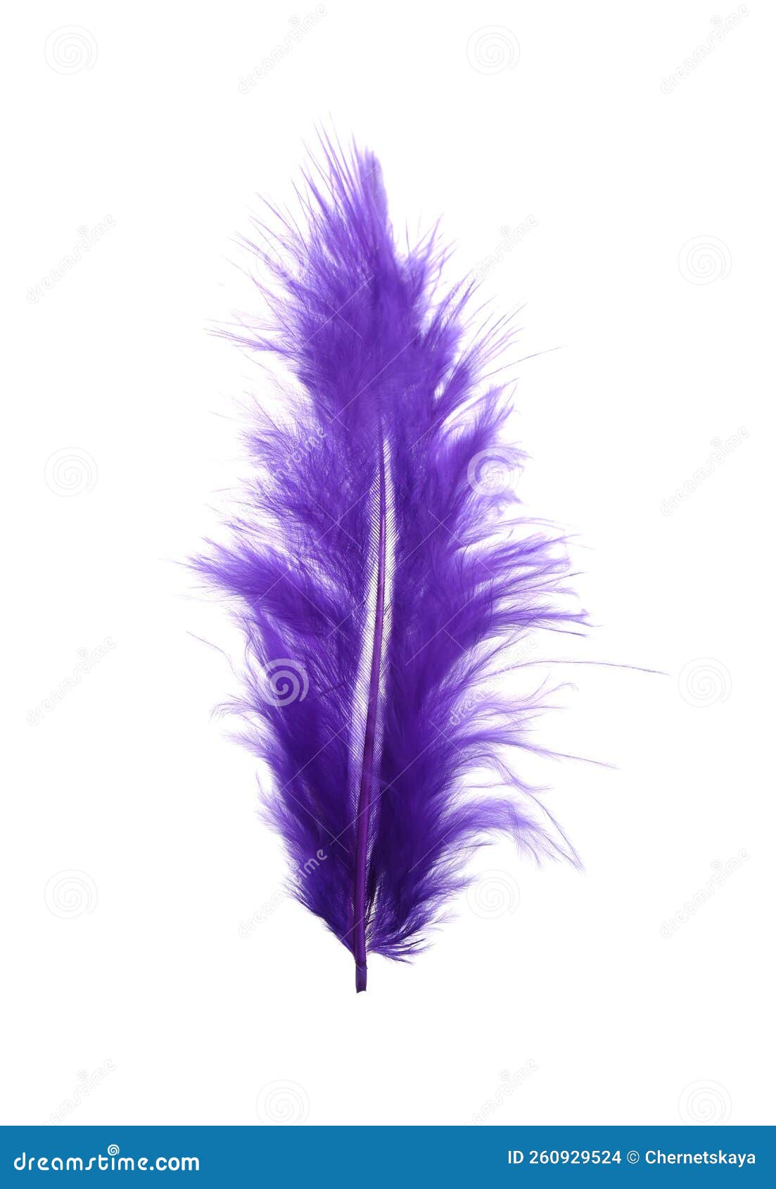 Fluffy Beautiful Purple Feather Isolated on White Stock Photo - Image ...