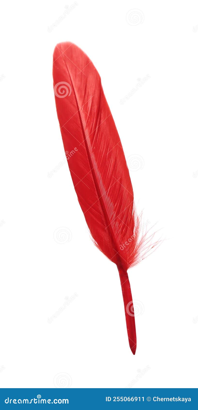 Fluffy Beautiful Red Feather on White Stock Image - Image of detail ...