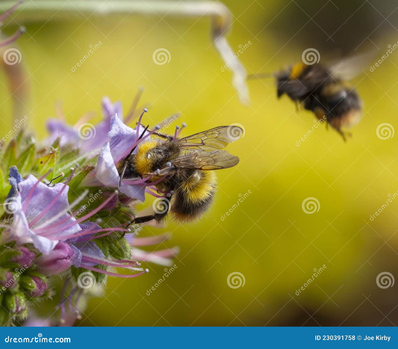 Bumblebee On Self-heal (Prunella Vulgaris) Royalty-Free Stock Photography | CartoonDealer.com ...