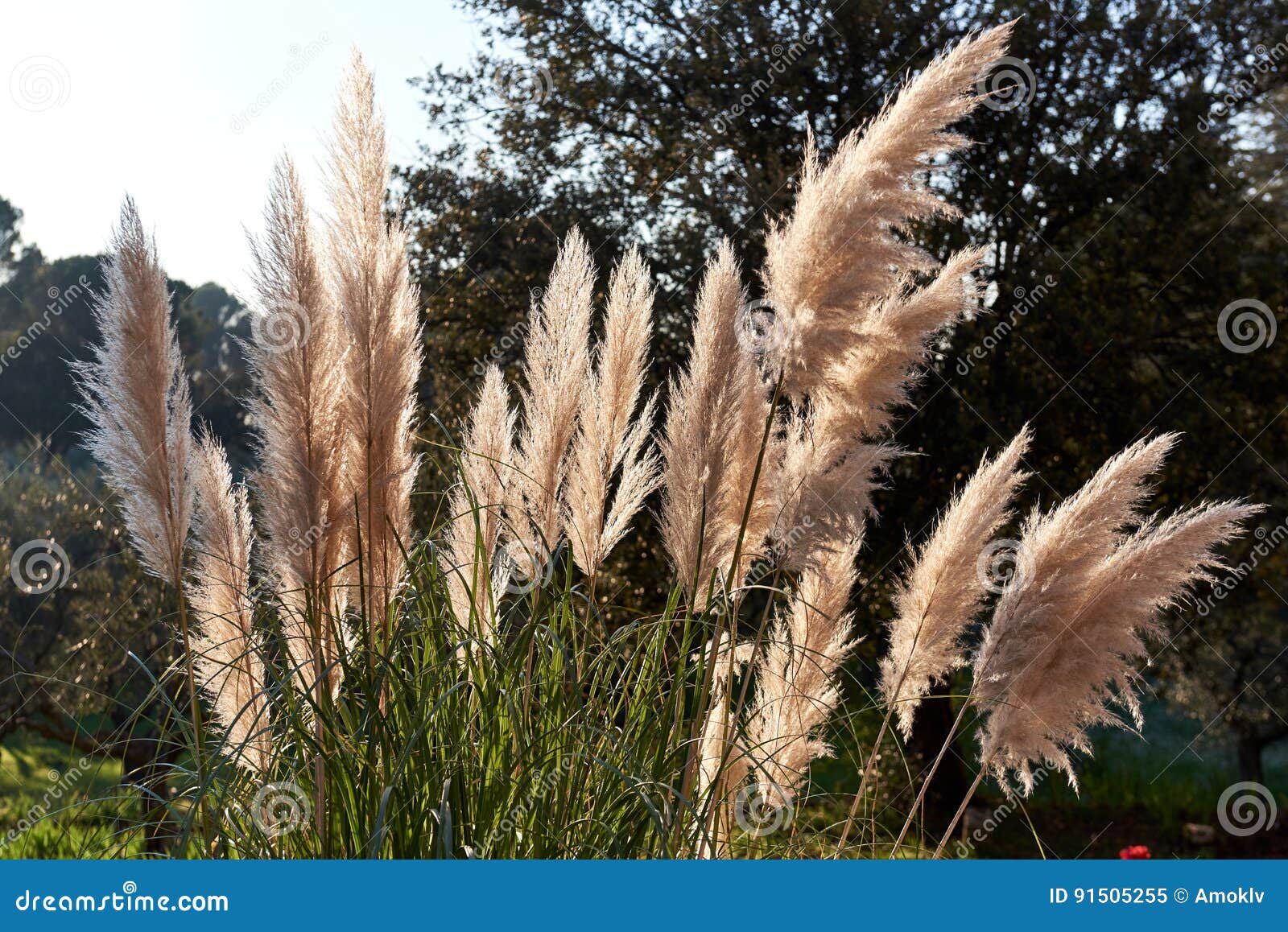 Fluffy beige grass stock image. Image of grass, beauty - 91505255