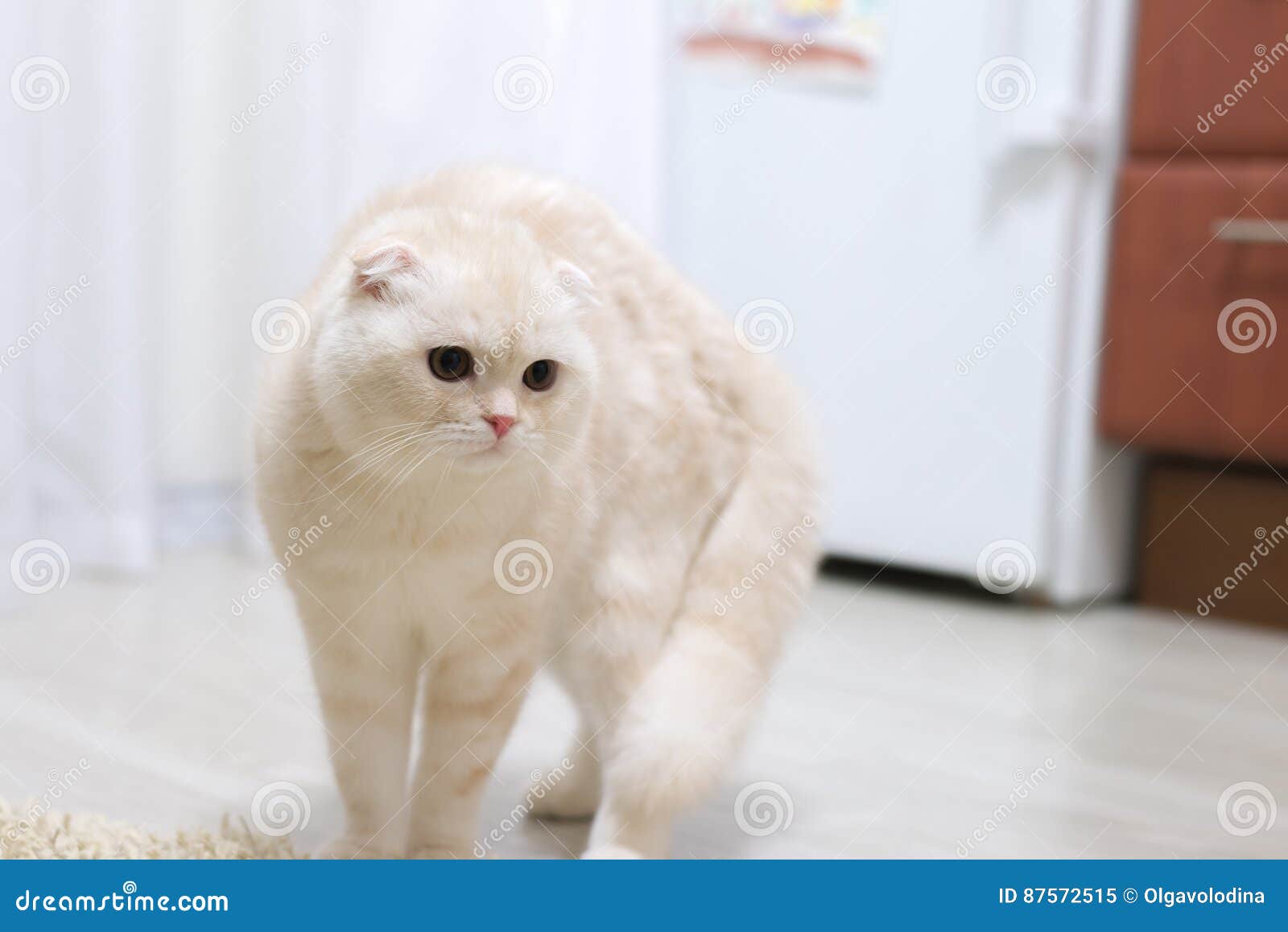 Fluffy Beige Kitten in Room on Floor Stock Image - Image of kitty ...