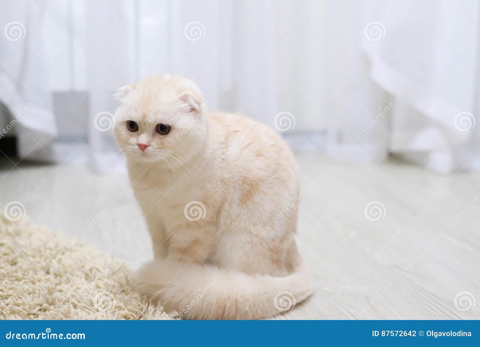 Fluffy Beige Kitten in Room on Floor Stock Photo - Image of feline ...