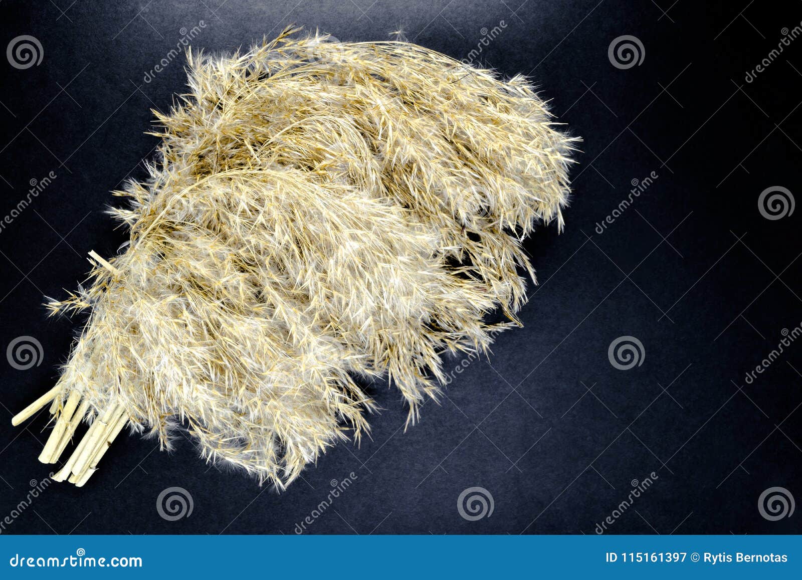 Fluffy Beige Reed Bent Tops on Black Background Surface with Free Space ...
