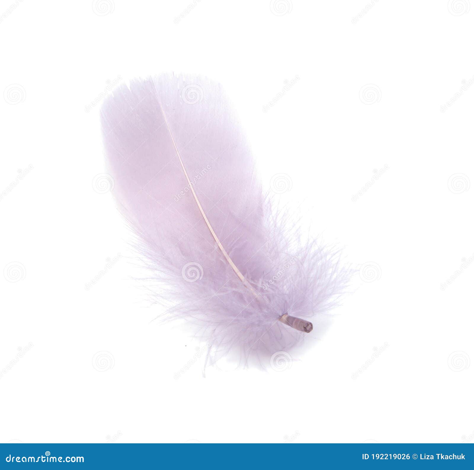 Fluffy Bird Feather Decorative Style in Studio Isolated on the White ...