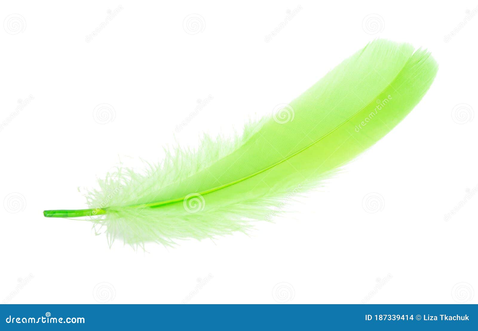 Fluffy Bird Feather Green Color in Studio Isolated on the White Stock ...