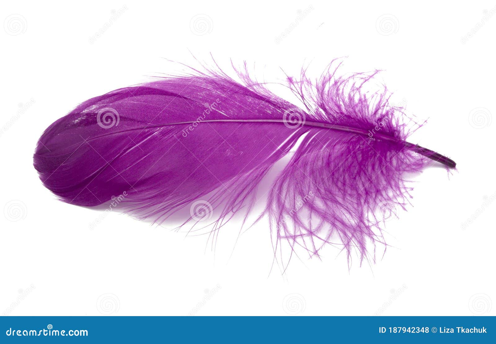 Fluffy Bird Feather Violet Color in Studio Isolated on the White Stock ...