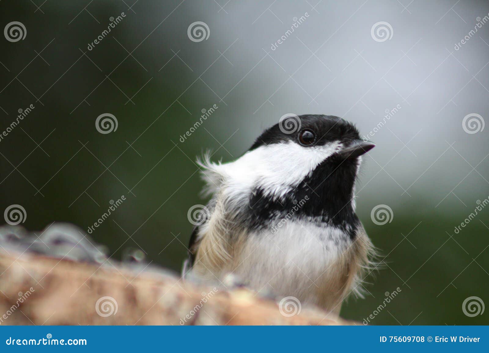 Fluffy Bird stock photo. Image of breezy, critter, handsome - 75609708