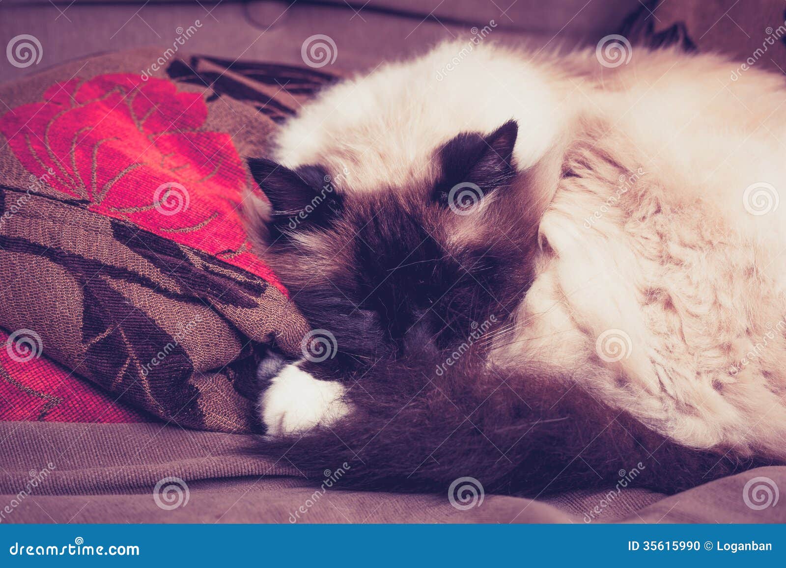 Fluffy Birman Cat Sleeping on Sofa Stock Photo - Image of sleep, head ...
