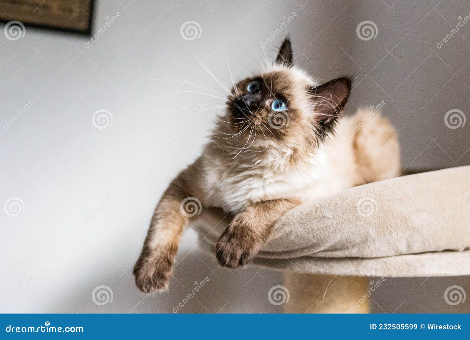Fluffy Birman Kitty Laying on a Bed is Focused on Something Stock Image ...