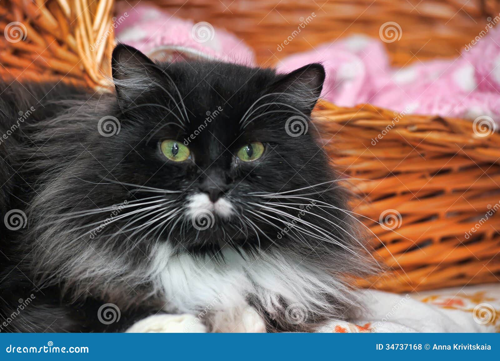 Fluffy, Black and White Cat Stock Photo - Image of boredom, asking ...