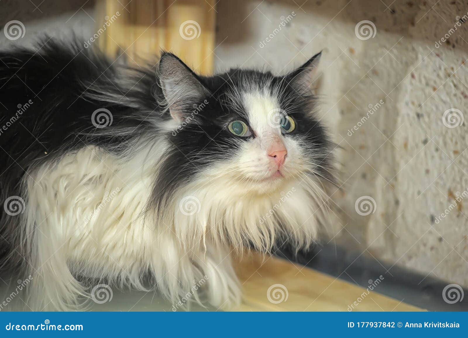 Fluffy black and white cat stock photo. Image of close - 177937842