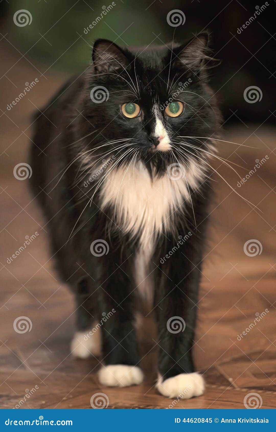 Fluffy black and white cat stock image. Image of feline - 44620845