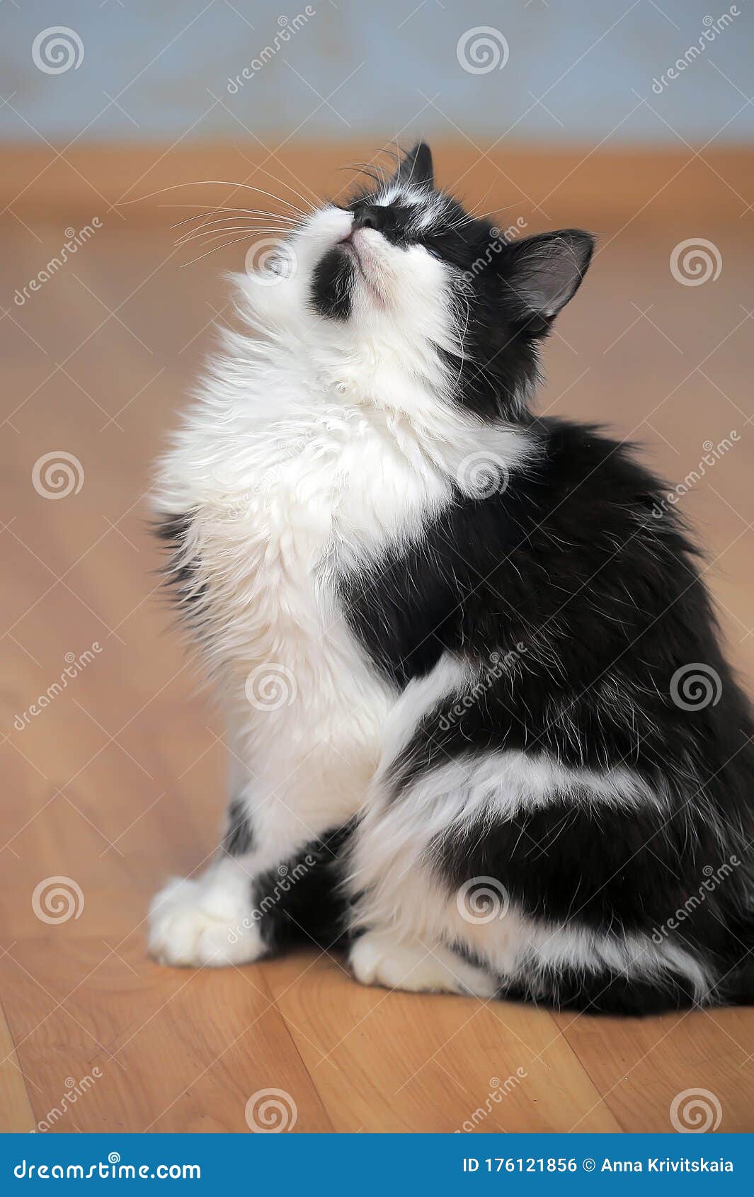 Fluffy Black with a White Young Cat Stock Photo - Image of breed ...