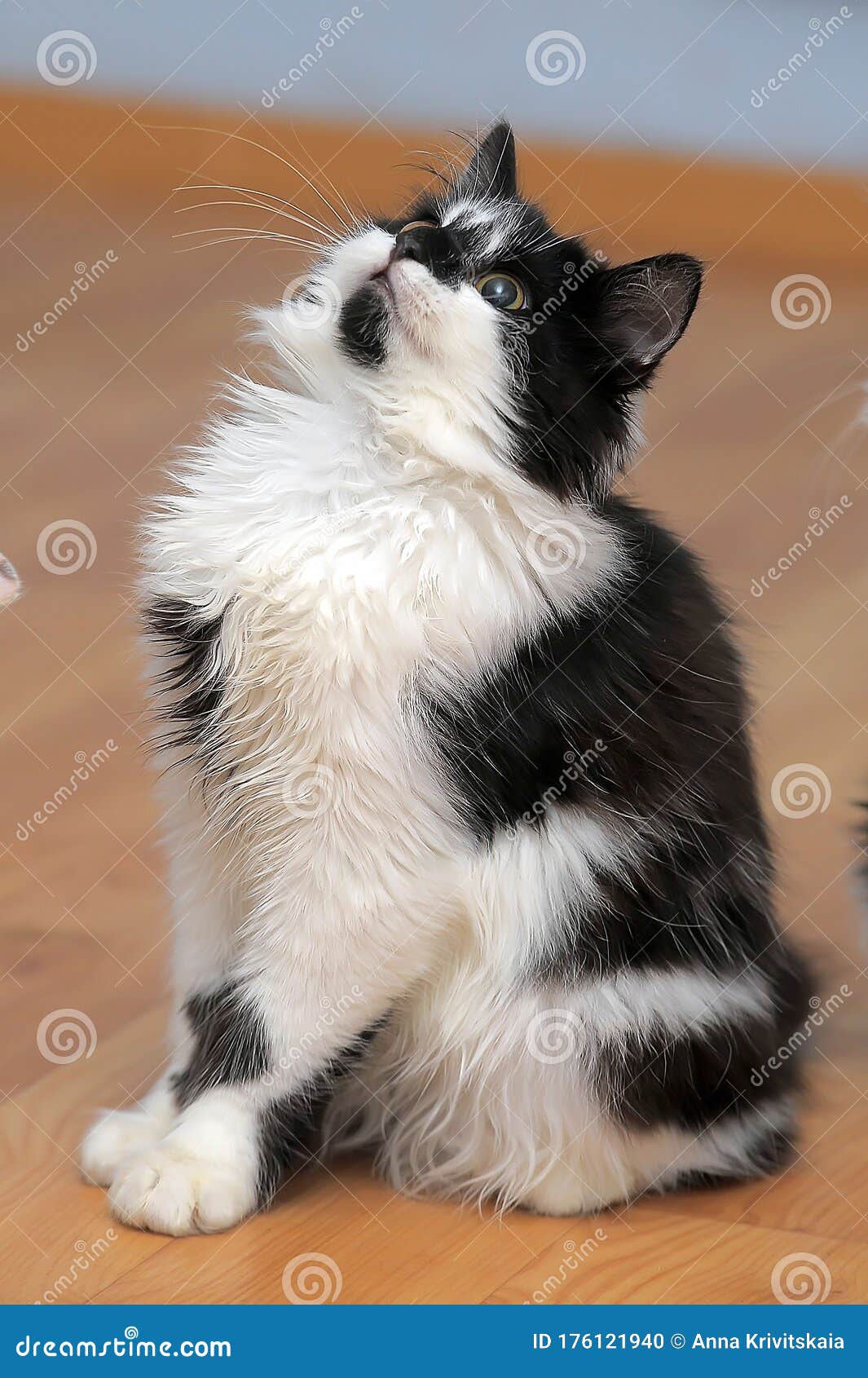 Fluffy Black with a White Young Cat Stock Photo - Image of coat, care ...