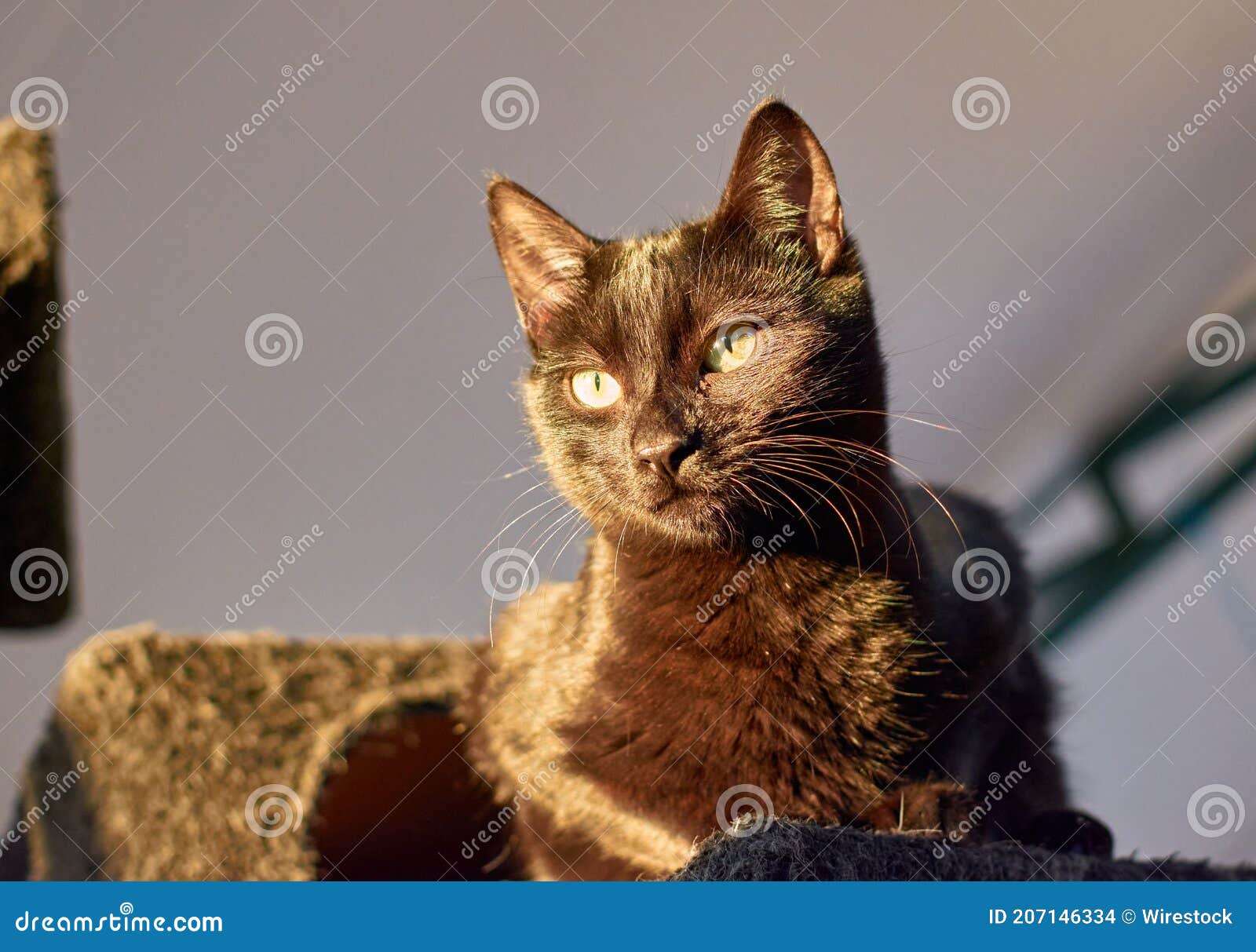 Fluffy Bombay Cat Lying on the Scratching Post in the Sunlight Stock ...