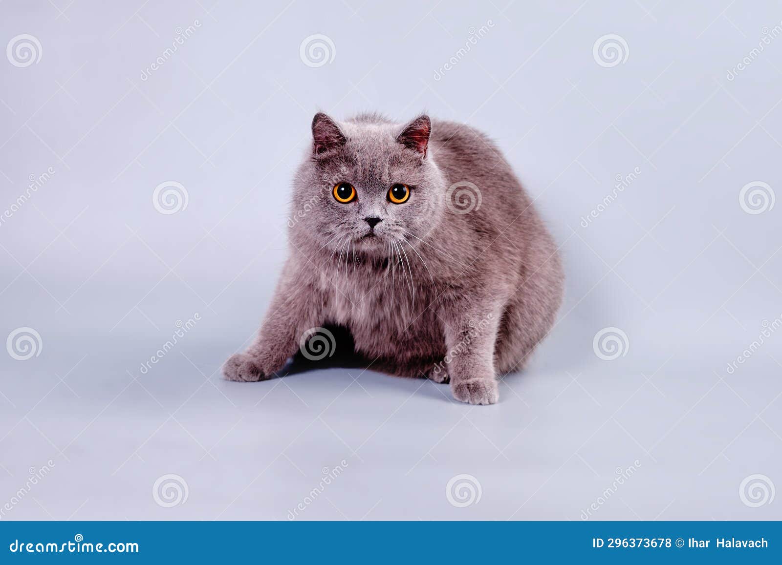 Fluffy British Cat Cautiously Looks Ahead Assessing the Danger To ...