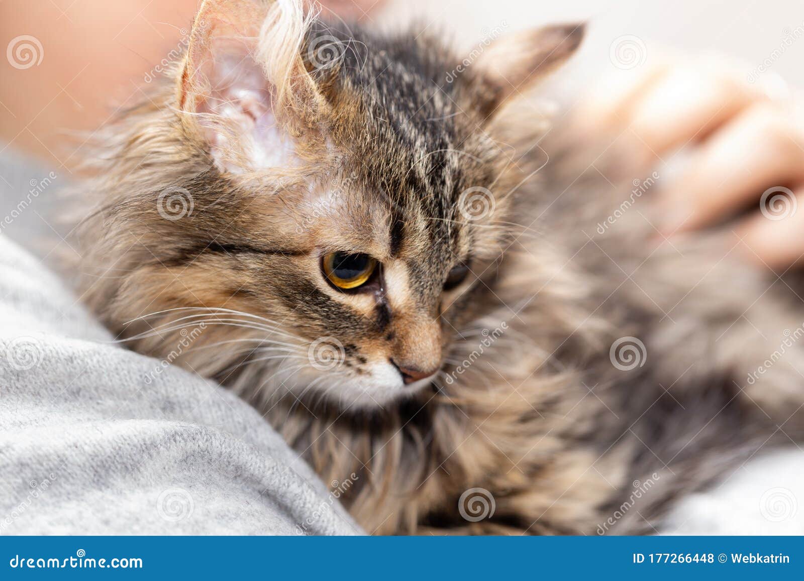 The Fluffy Brooding Cat Looks Down Sadly. Stock Photo - Image of ...