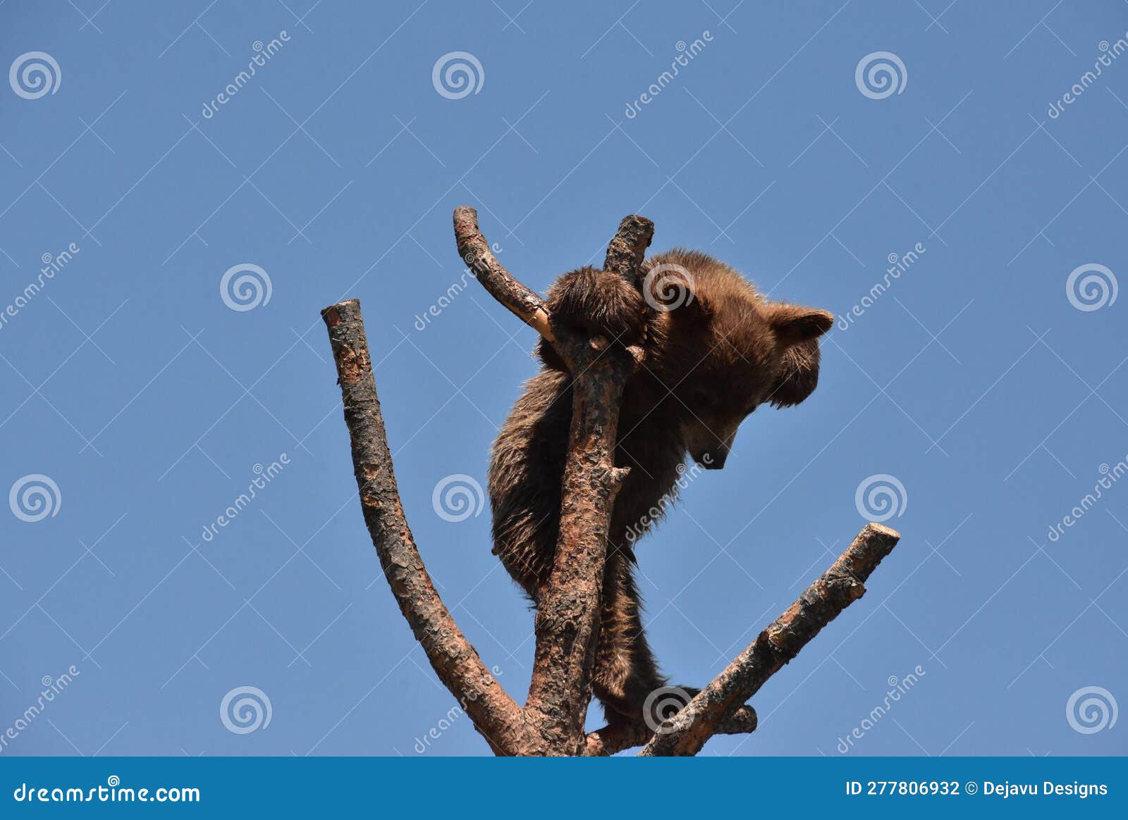 Fluffy Brown Bear Cub Looking Down from a Tree Stock Photo - Image of ...