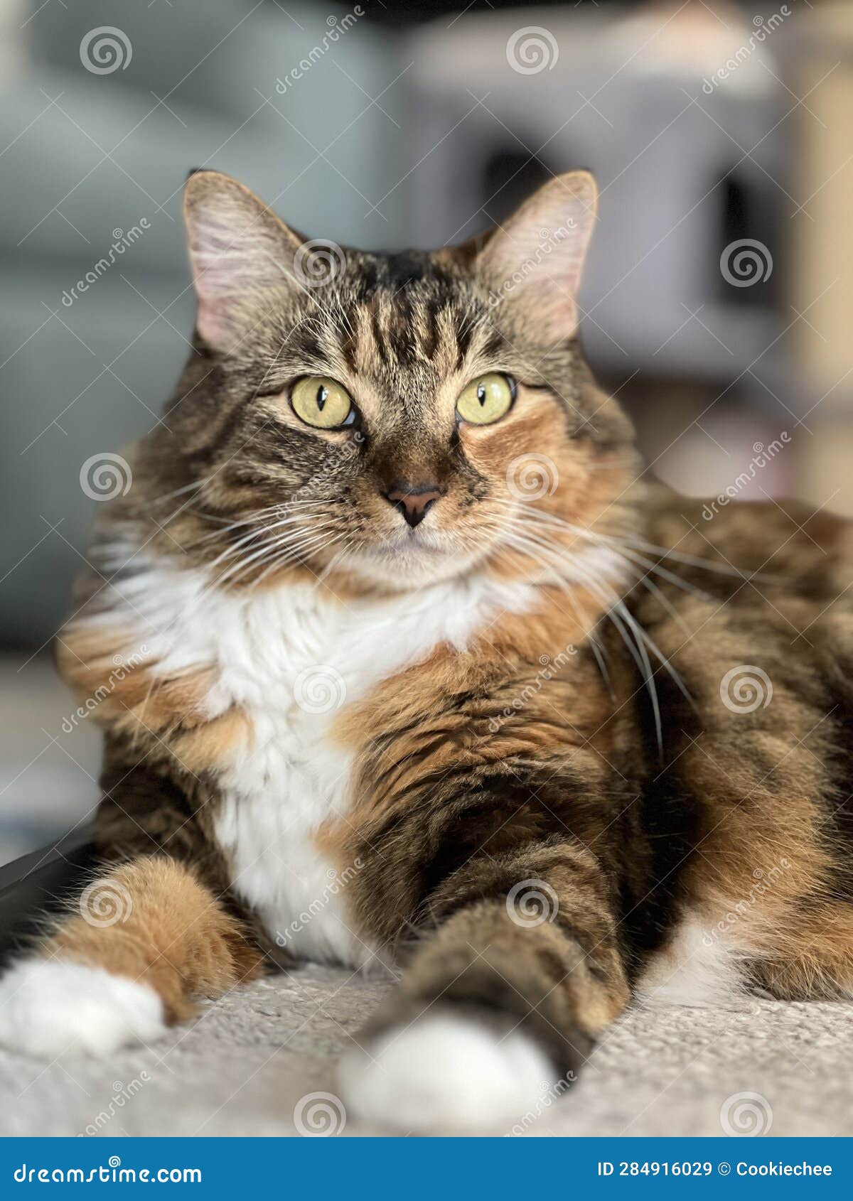 Fluffy Brown Calico stock image. Image of calico, brown - 284916029