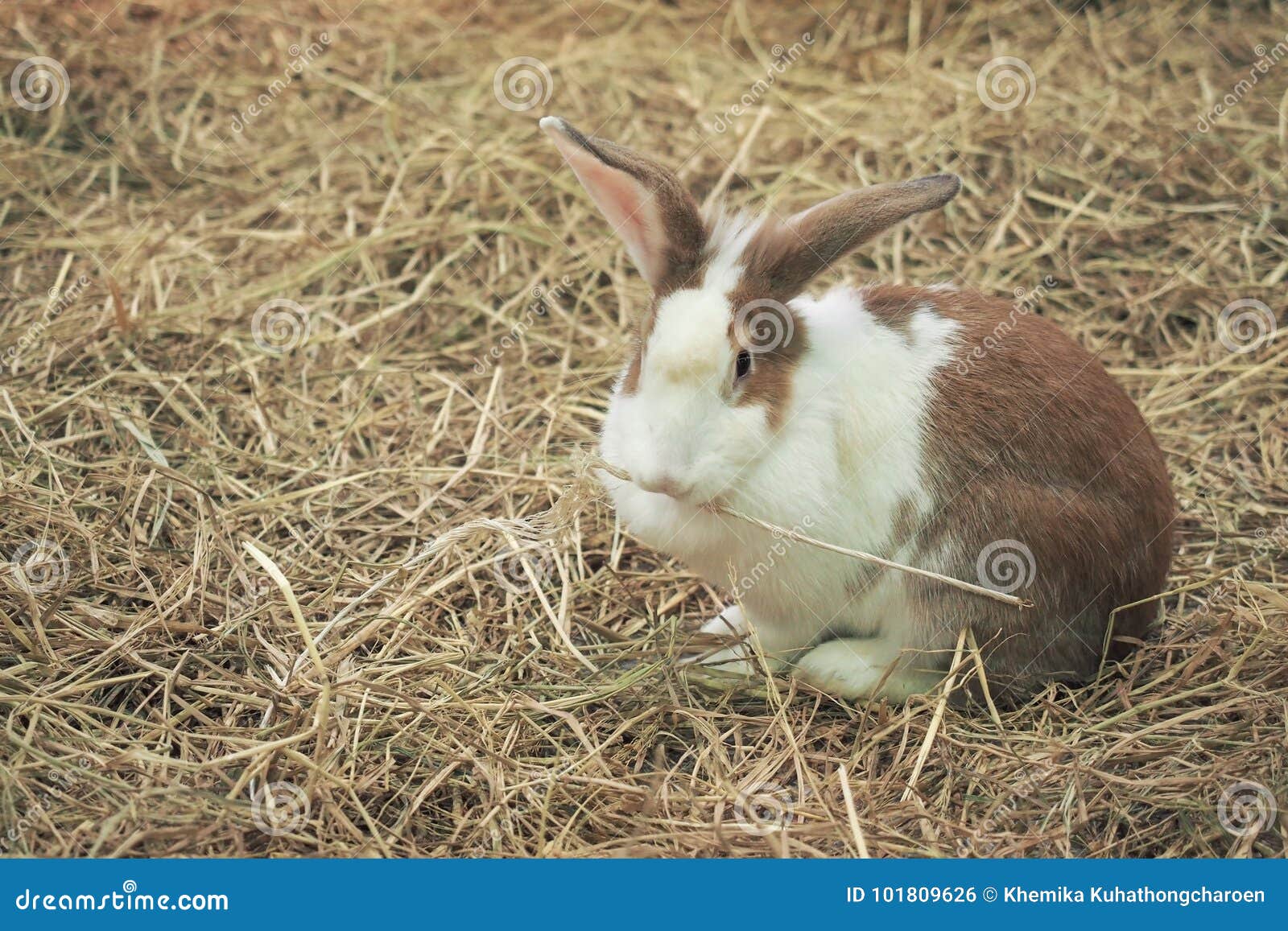 Fluffy brown rabbit stock photo. Image of little, rodent - 101809626