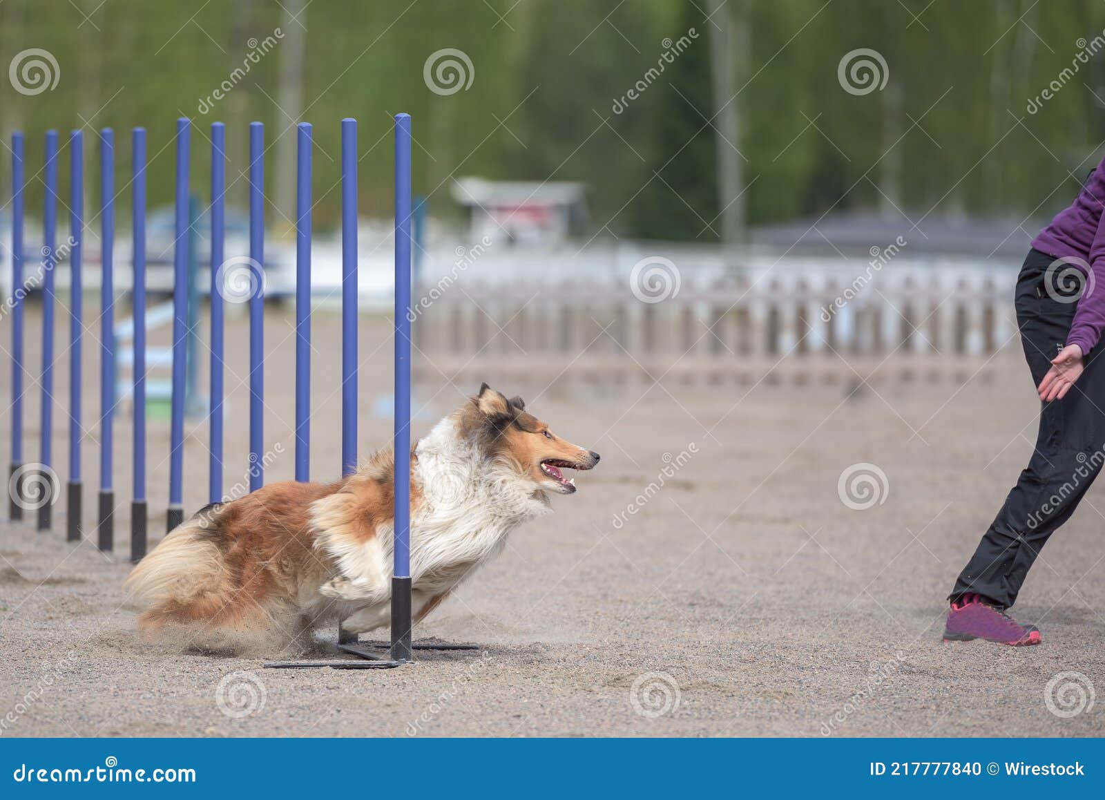 Fluffy Brown Rough Collie Dog Doing the Slalom Agility Course Stock ...