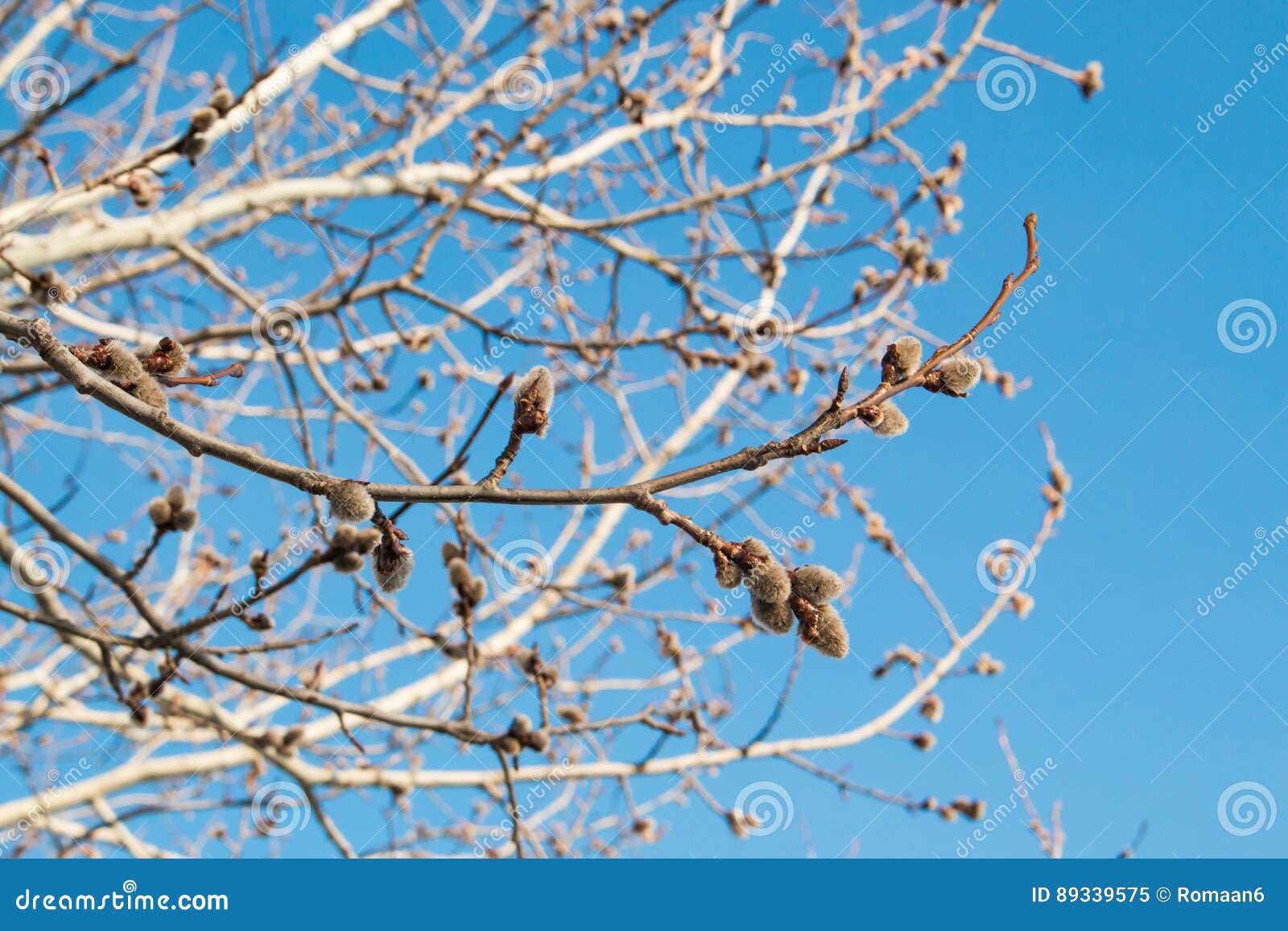 Fluffy Buds on Branches of Spring Willow Tree Against Blue Sky ...