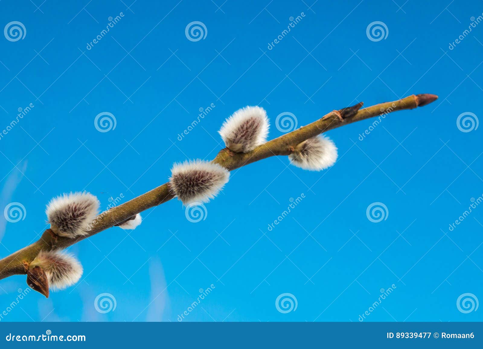Fluffy Buds on Branches of Spring Willow Tree Against Blue Sky ...