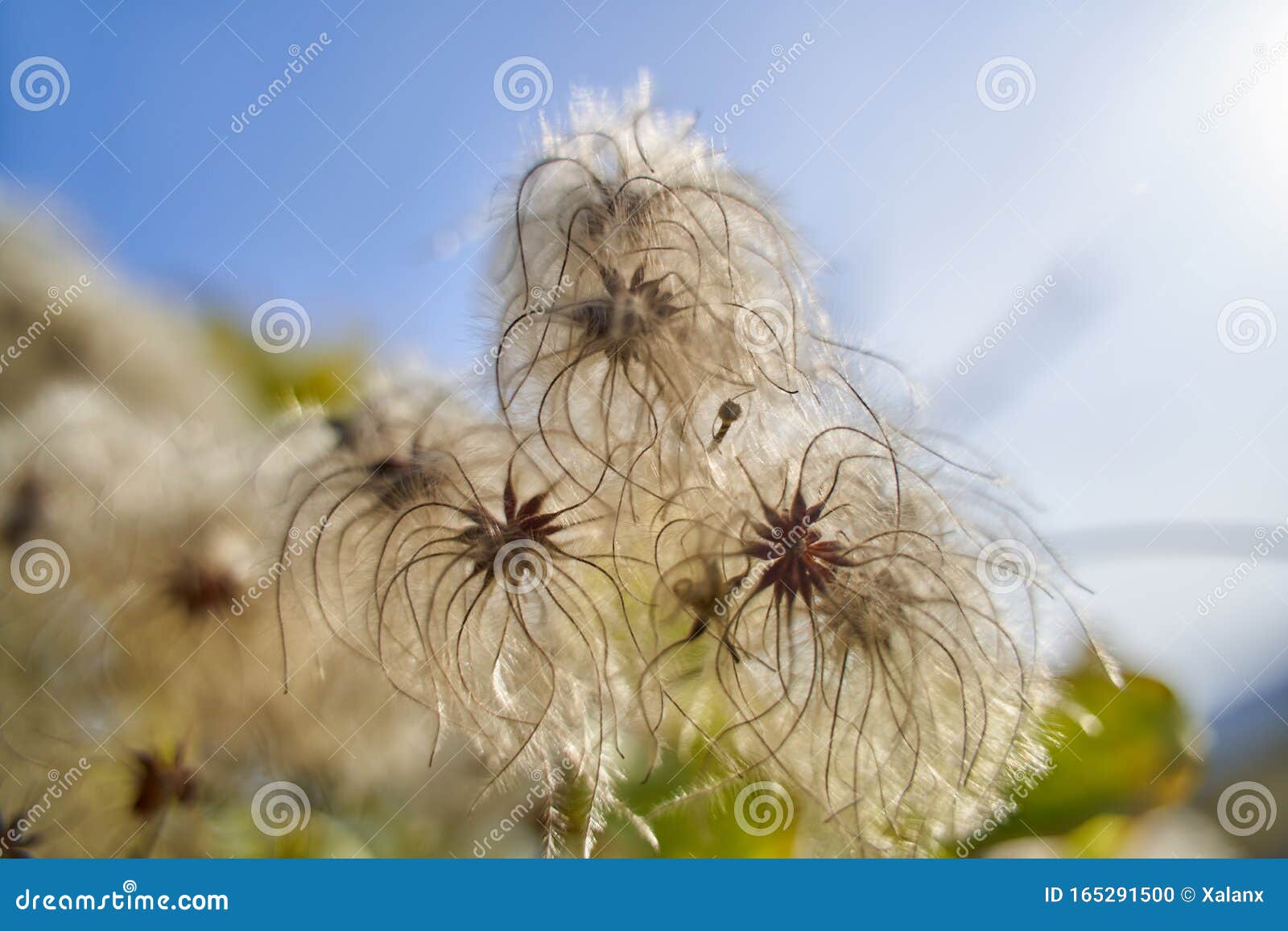 Fluffy buds on a bush stock photo. Image of branch, natural - 165291500