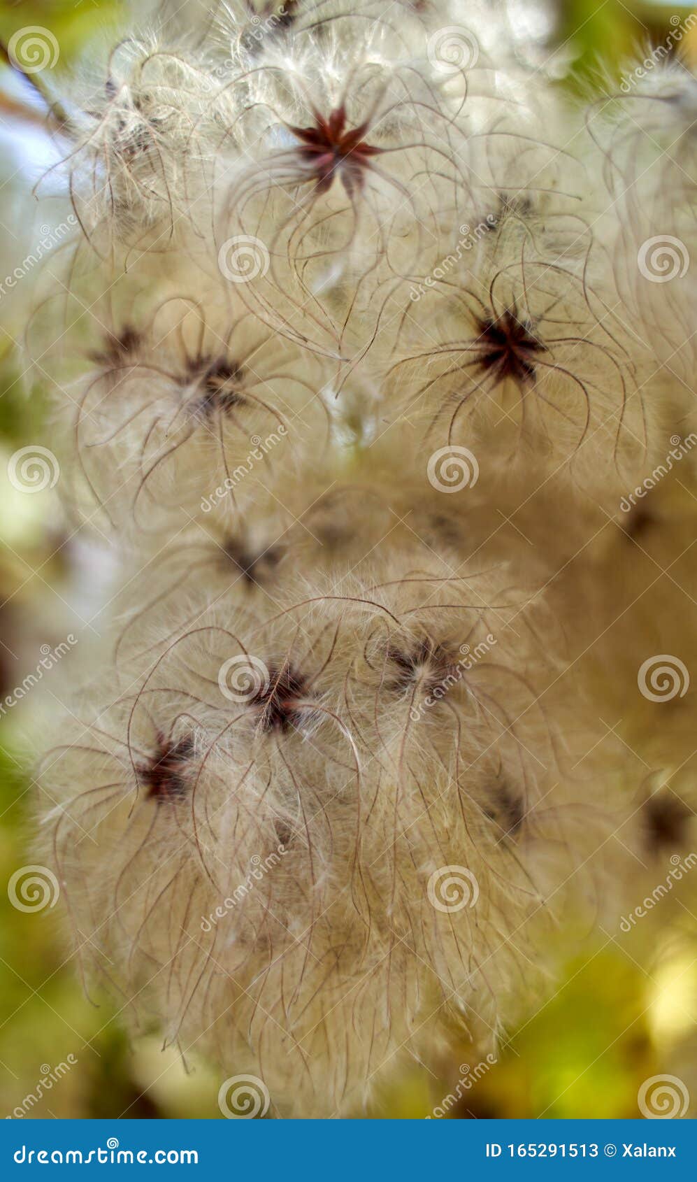 Fluffy buds on a bush stock image. Image of flora, nature - 165291513