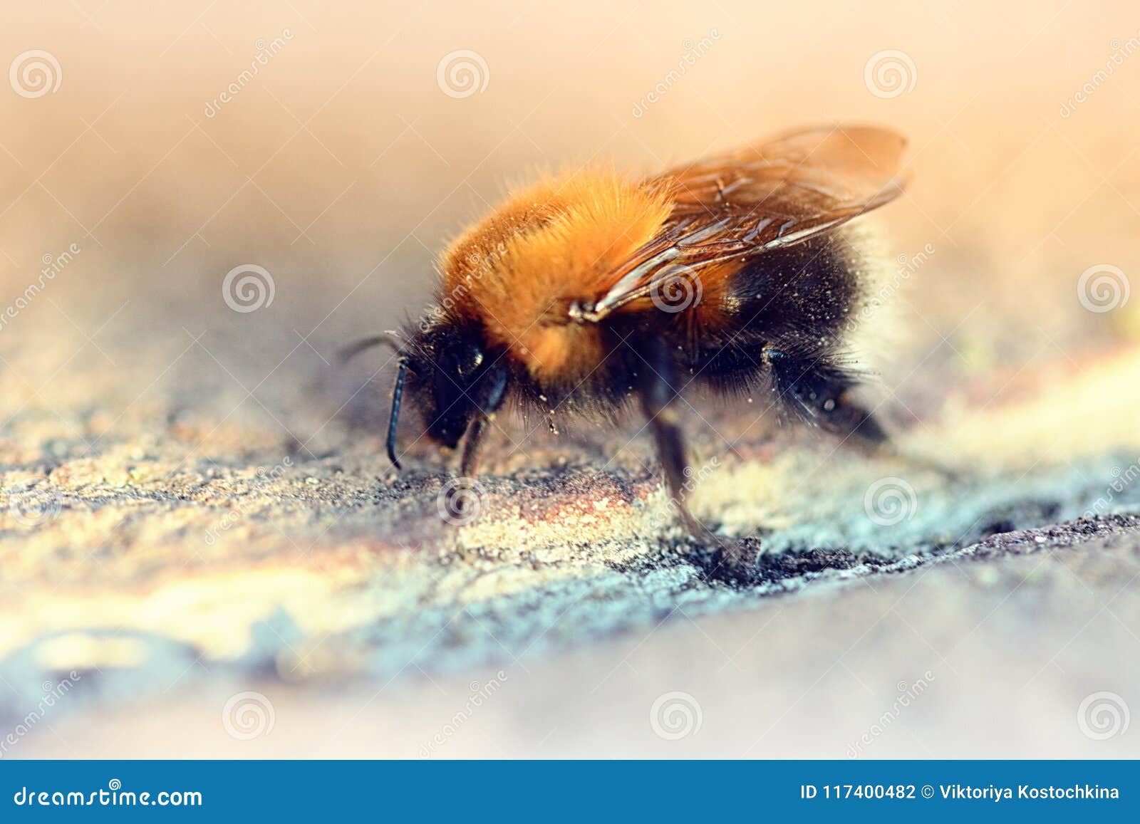 Fluffy Bumblebee Crawing Along Stock Photo - Image of nature, wild ...