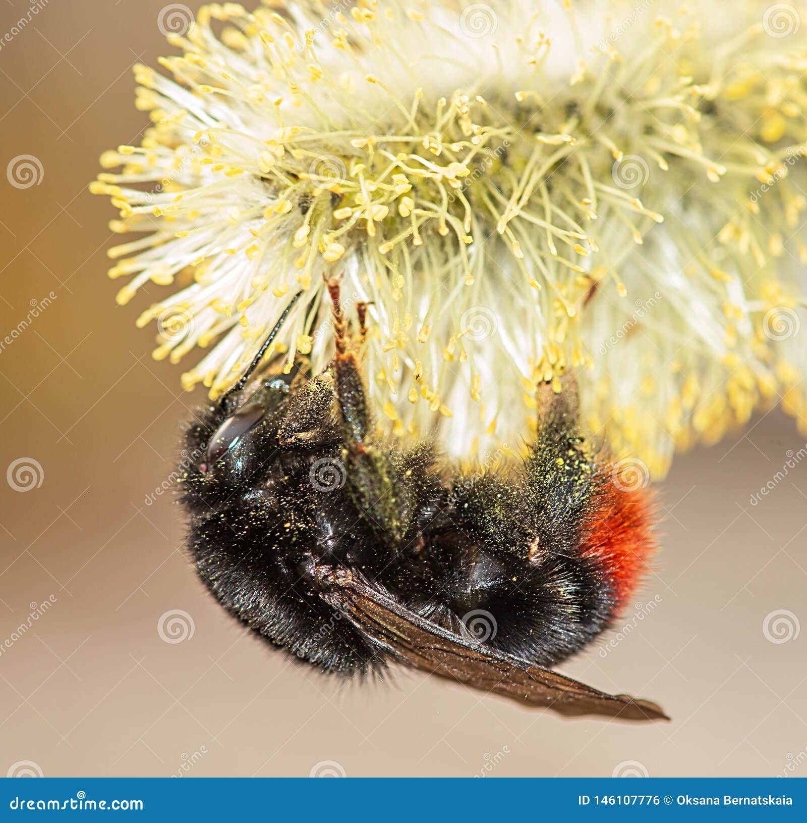 Fluffy Bumblebee on a Flower with Pollen Stock Photo - Image of pollen ...