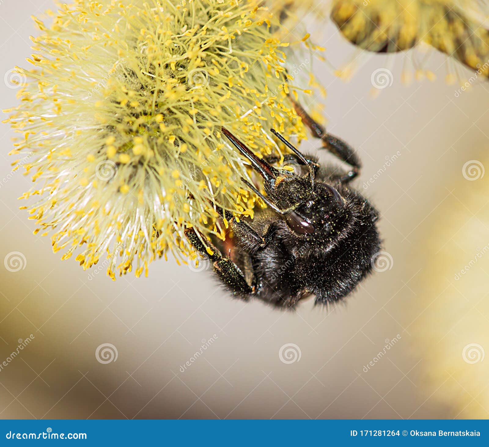 Fluffy Bumblebee on a Flower with Pollen Stock Photo - Image of paws ...