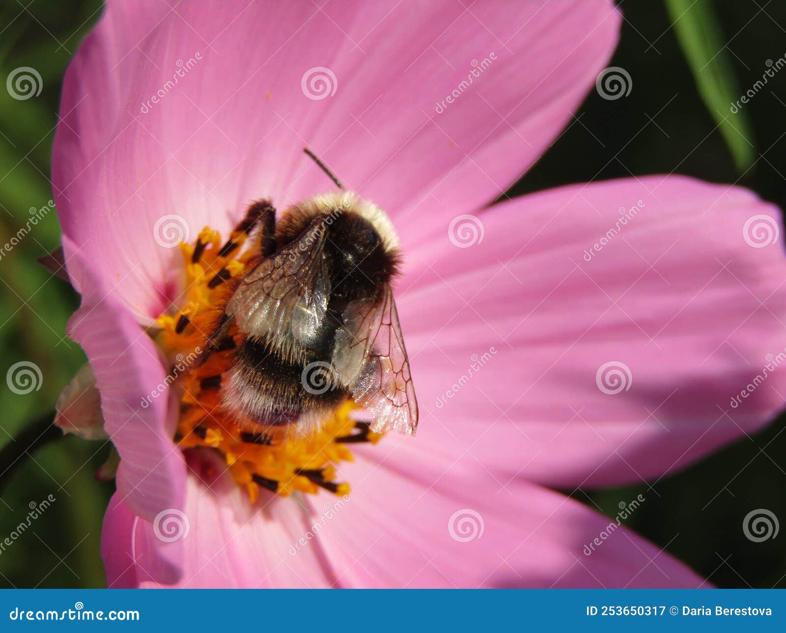 Fluffy bumblebee stock image. Image of pollinator, fluffy - 253650317