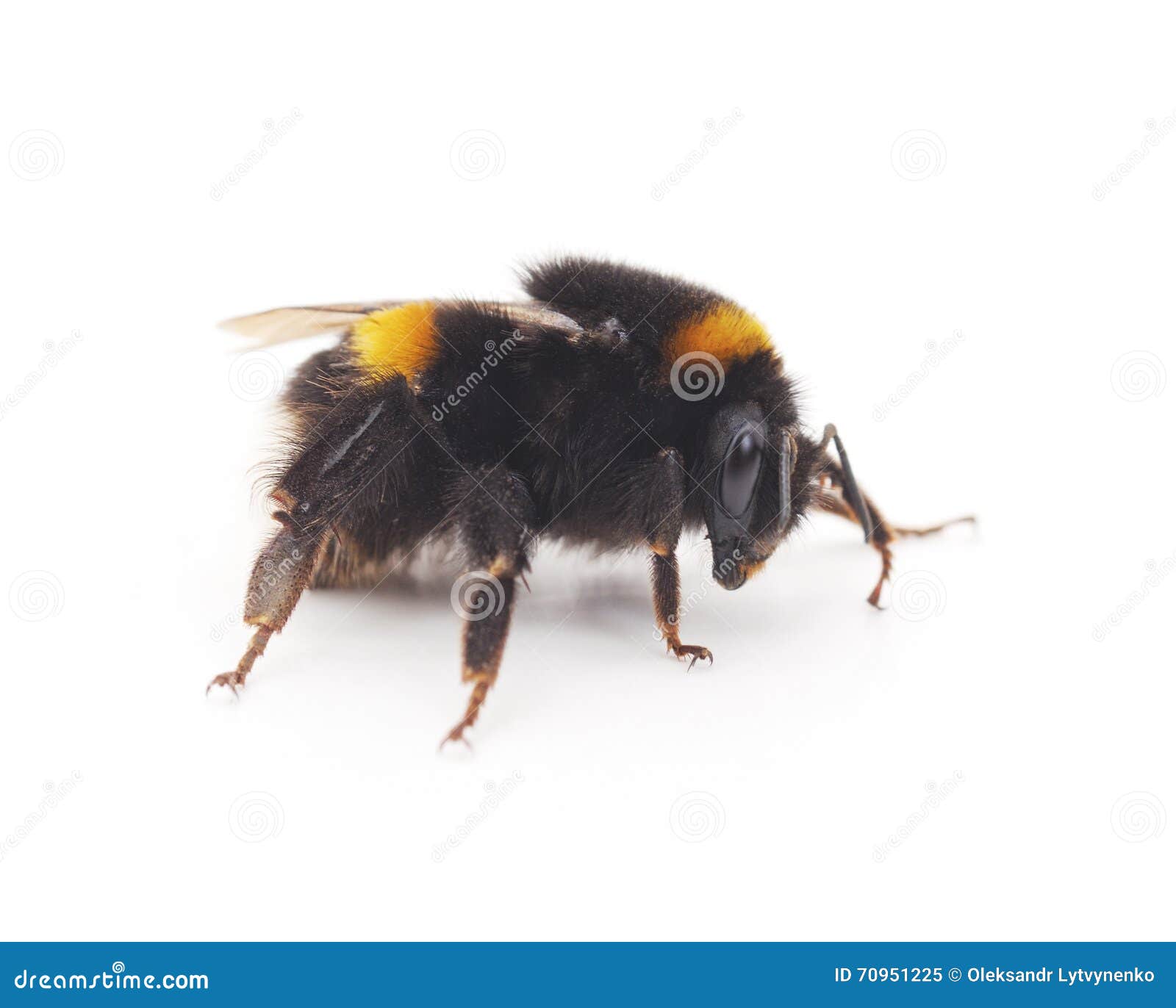 Fluffy bumblebee. stock image. Image of summer, closeup - 70951225