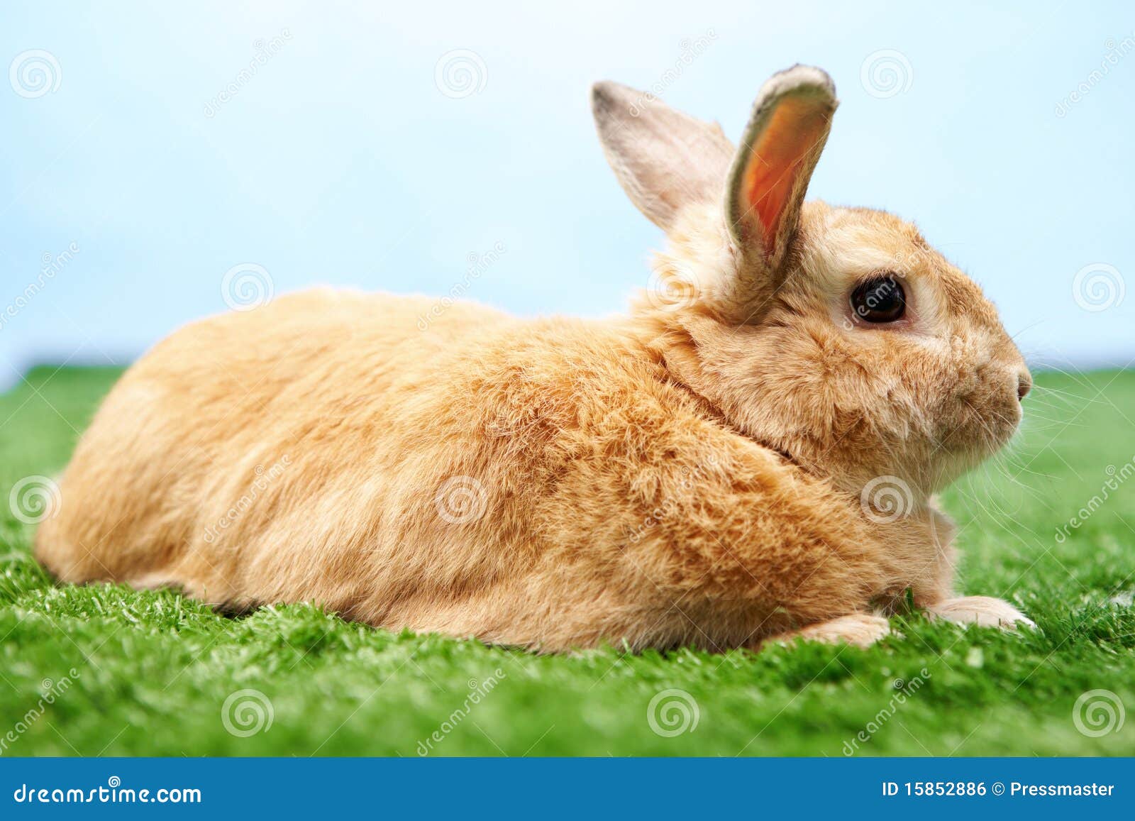 Fluffy bunny stock photo. Image of domestic, little, life - 15852886