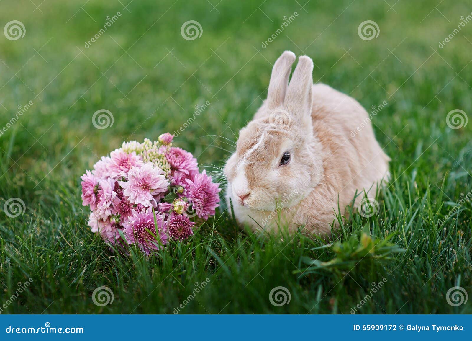 Fluffy Bunny and a Bouquet of Flowers on the Grass Stock Photo - Image ...